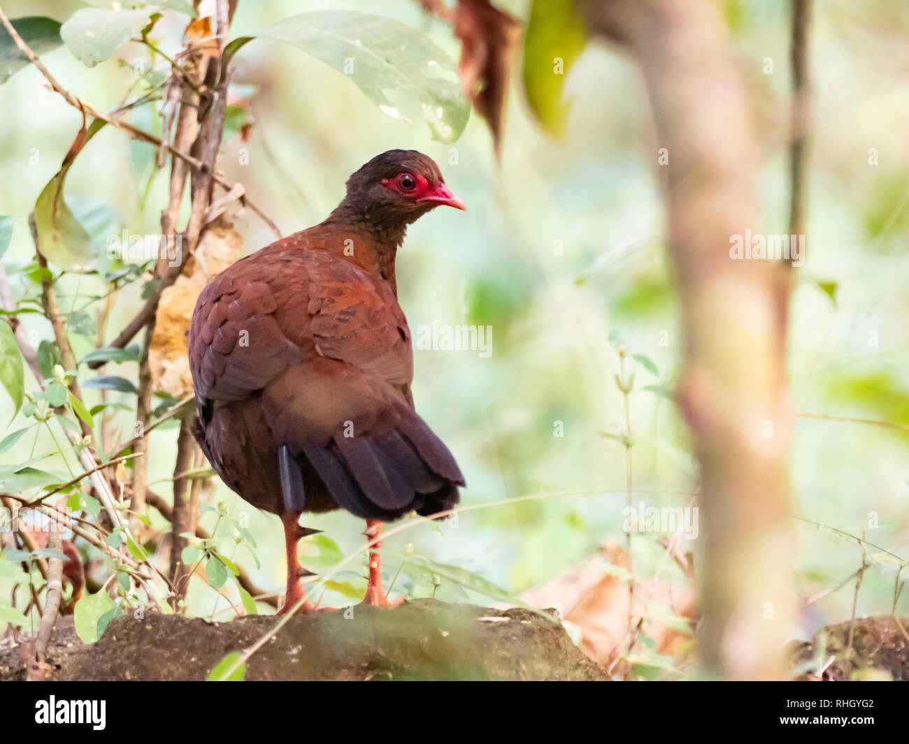 Red Spurfowl (Galloperdix spadicea) race "stewarti Stock Photo - Alamy