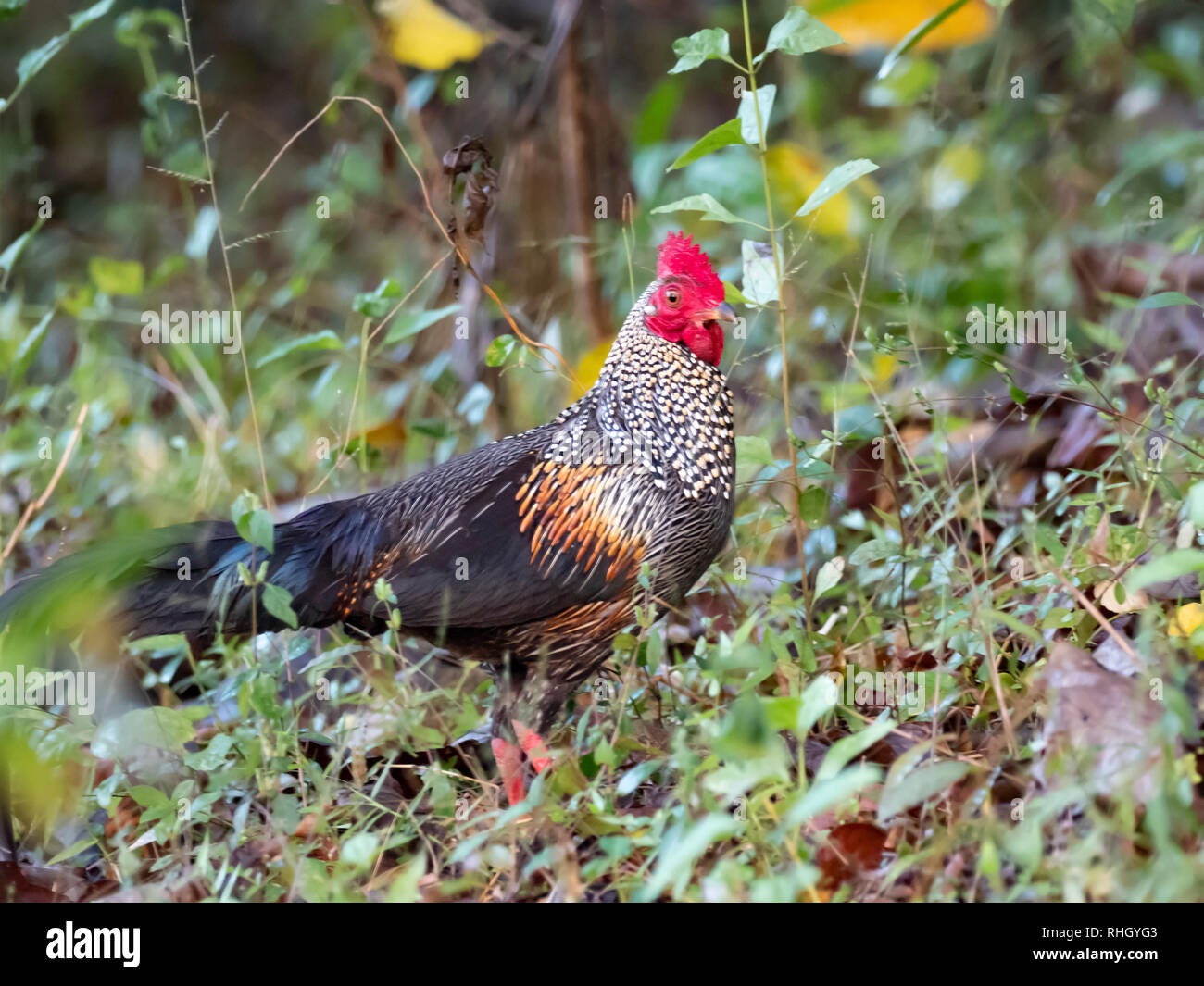 Red jungle fowl gallus gallus hi-res stock photography and images - Alamy