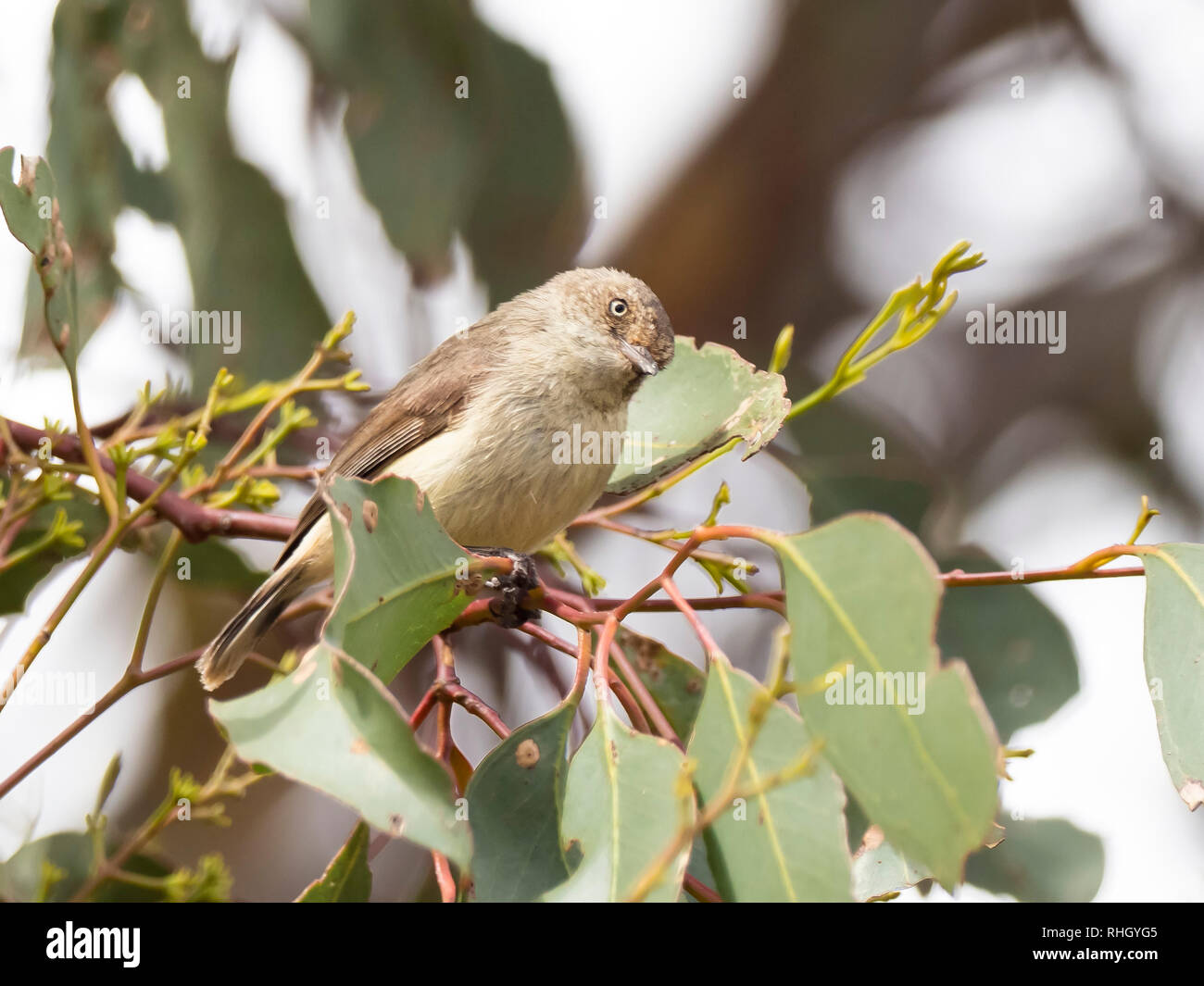 Buff-rumped Thornbill (Acanthiza reguloides) race "australis Stock ...