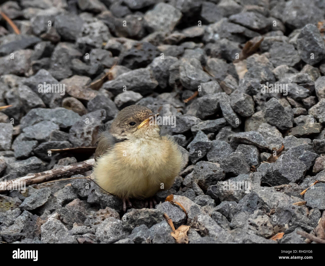Buff-rumped Thornbill (Acanthiza reguloides) race "australis Stock ...
