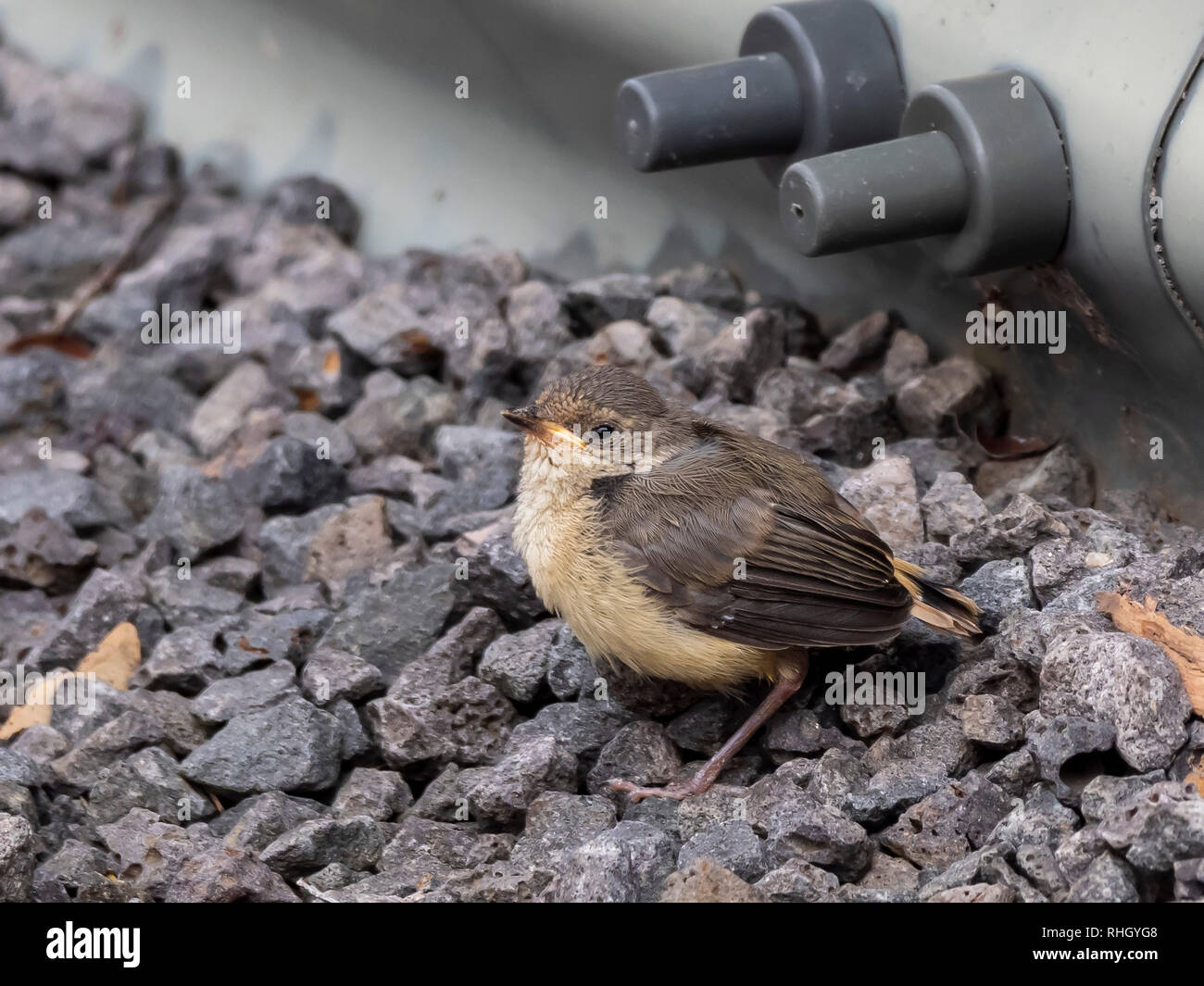 Buff-rumped Thornbill (Acanthiza reguloides) race "australis Stock ...