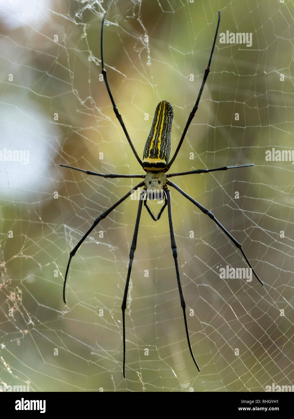 Giant Golden Orb-weaving Spider AKA Giant Wood Spider (Nephhila pilipes ...