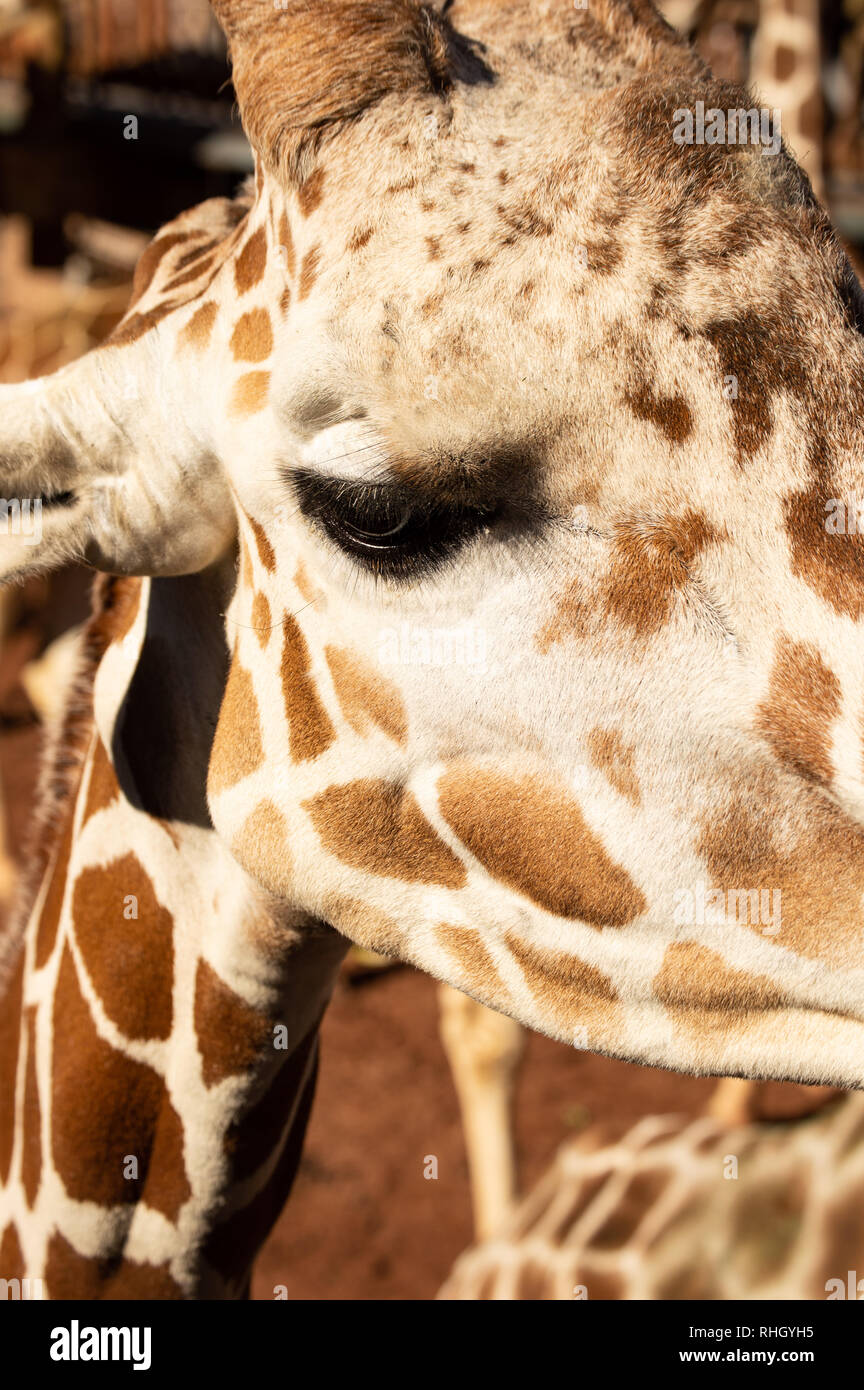 Closeup of adult giraffe at Cheyenne Mountain Zoo in Colorado Springs ...