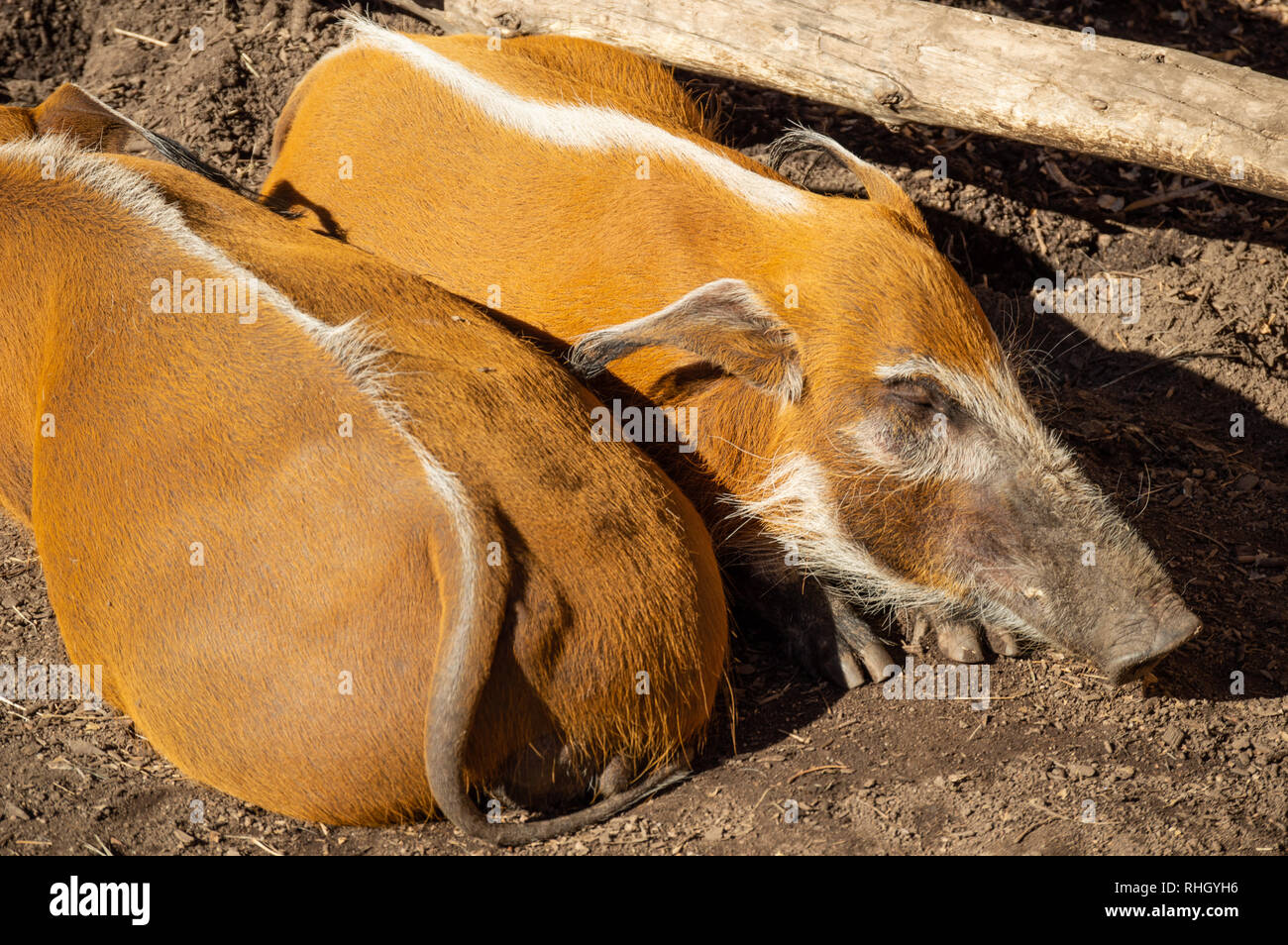 Red River boar at the Cheyenne Mountain Zoo in Colorado Springs ...