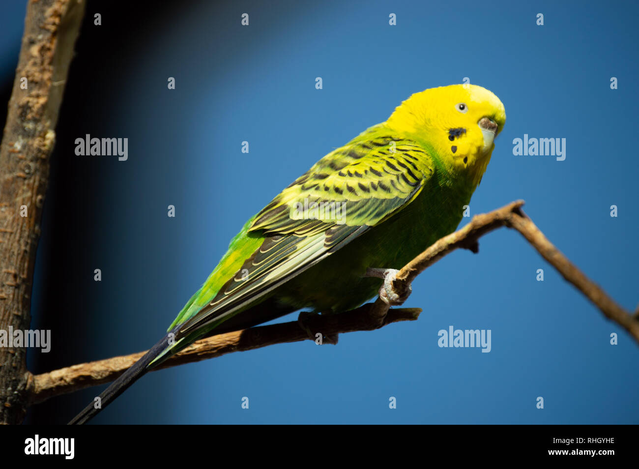 Yellow budgie budgerigar birds in hi-res stock photography and images ...