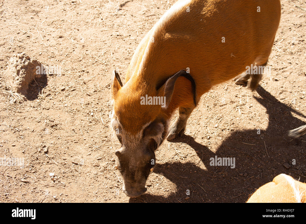 Red River boar at the Cheyenne Mountain Zoo in Colorado Springs ...