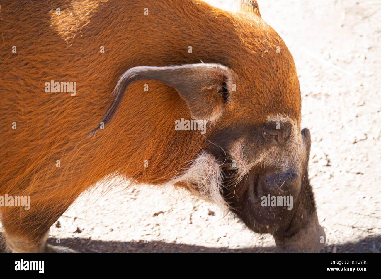 Red River boar at the Cheyenne Mountain Zoo in Colorado Springs ...