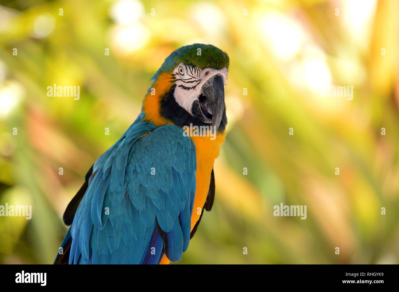 Blue and gold macaw parrot Stock Photo - Alamy