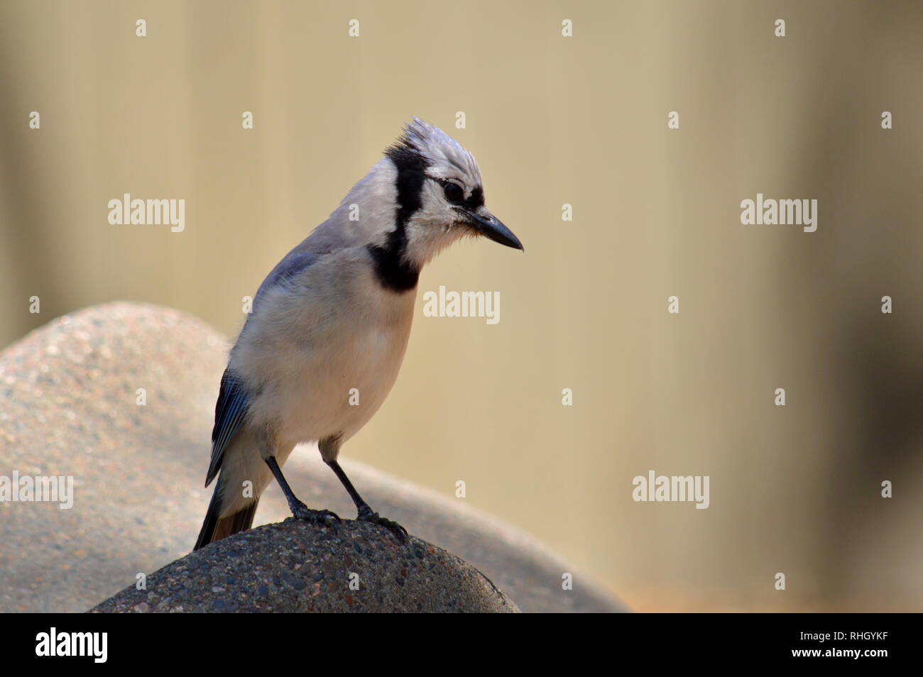 Blue Jay sitting on a cement formation looking at something on the ...