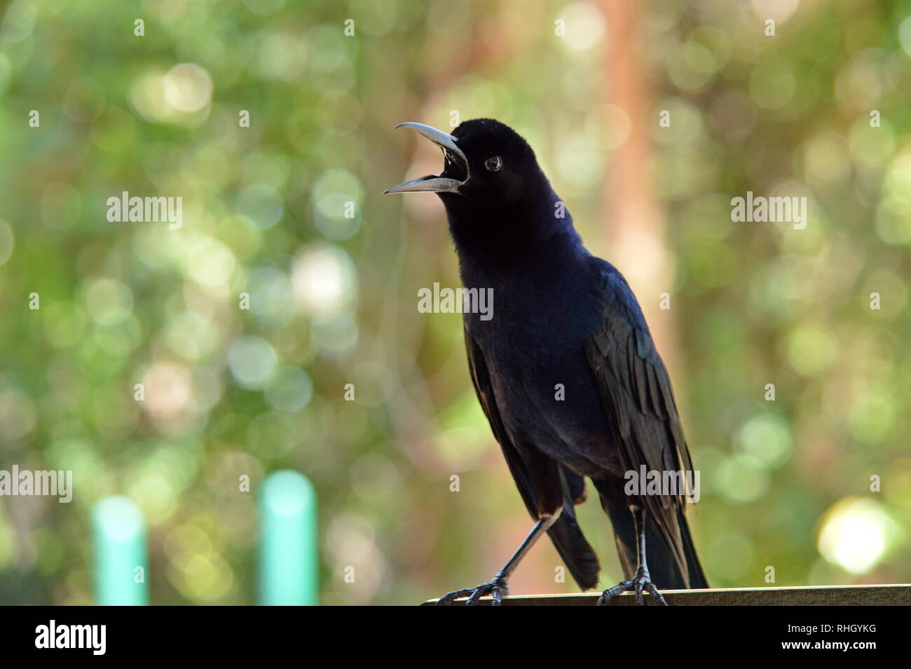 Blackbird chirping hi-res stock photography and images - Alamy