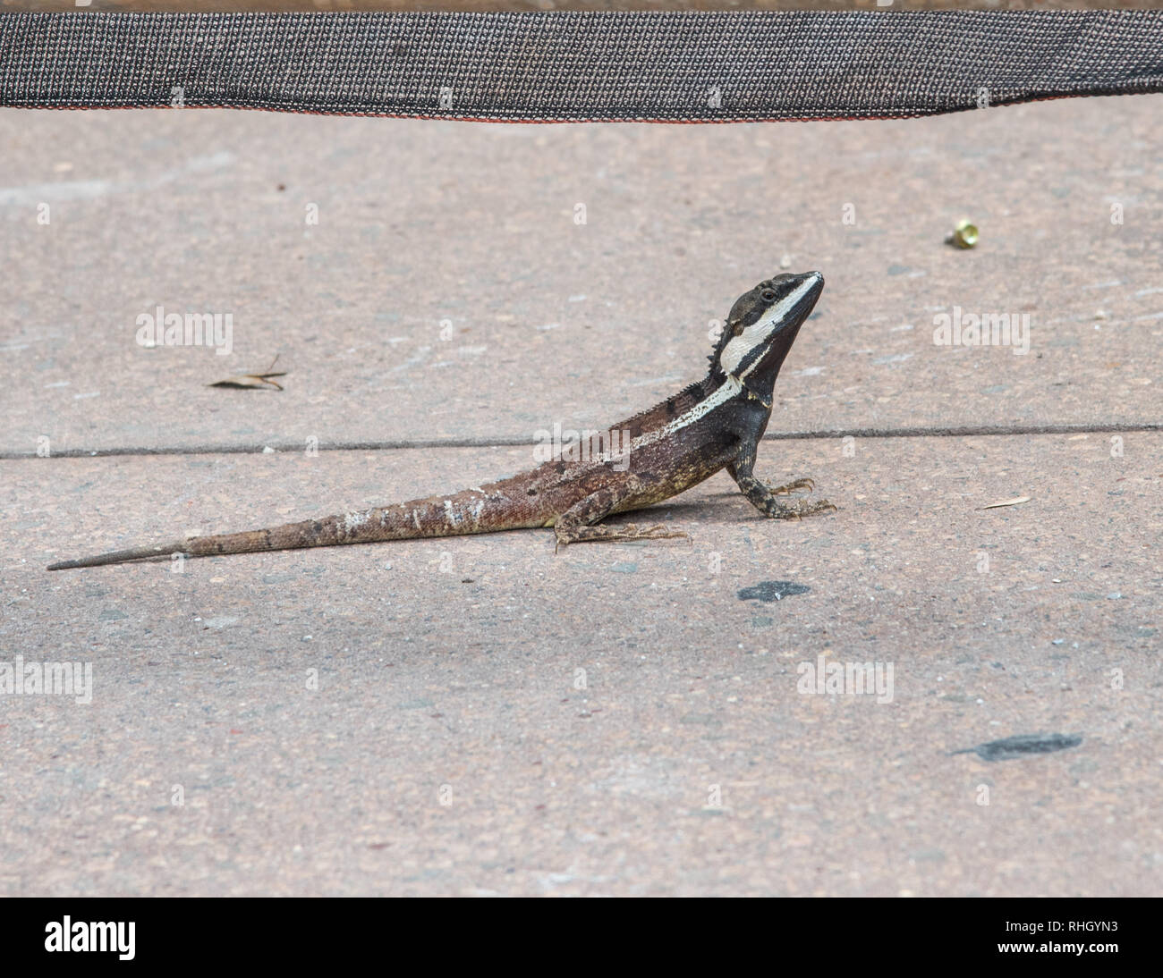 Water dragon, Gilbert's Dragon, on sidewalk during the daytime in ...