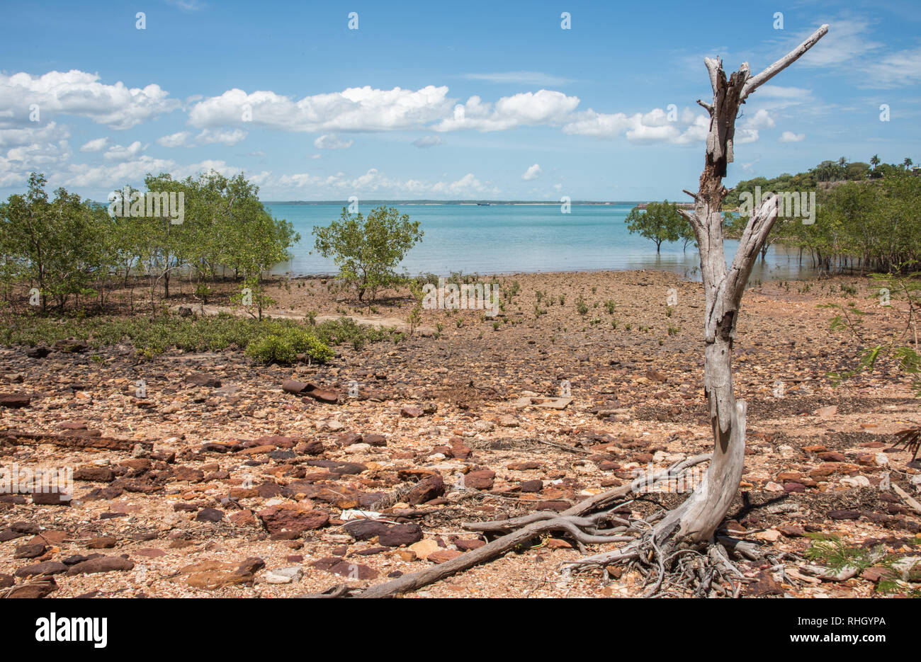 Timor Sea view with rocky beach, driftwood and natural mangrove habitat ...