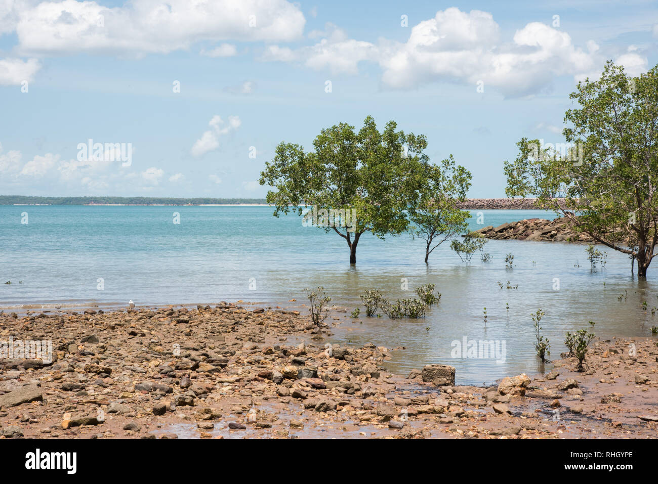 Timor Sea view with a rocky beach and natural mangrove habitat in ...