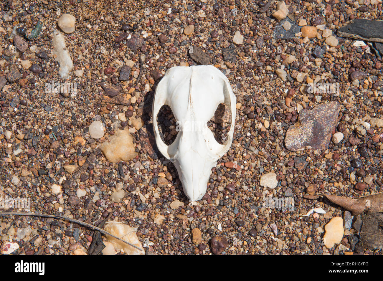 High angle view over white, clean wildlife skull on natural rocky beach ...