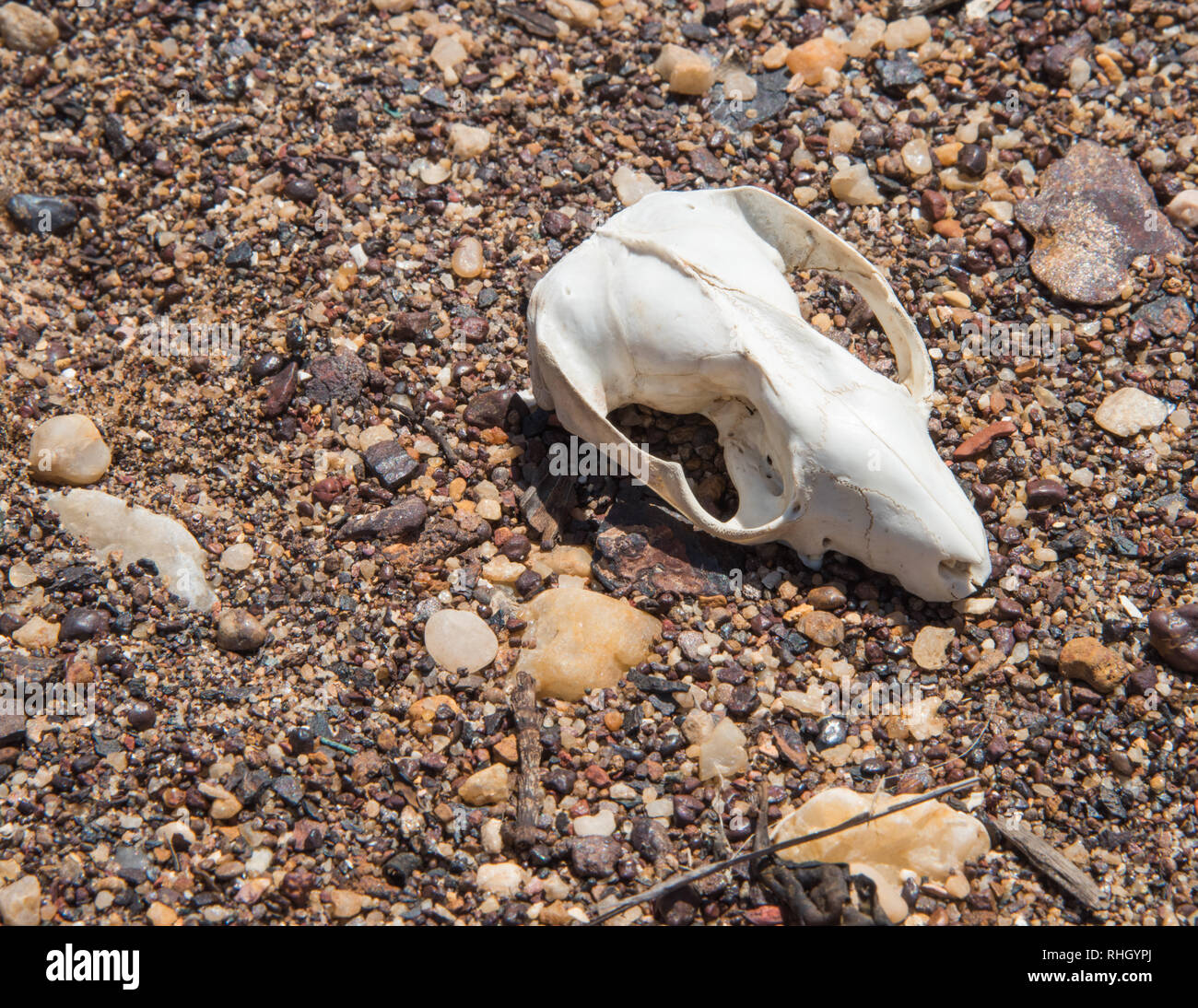 High angle view over white, clean wildlife skull on natural rocky beach ...