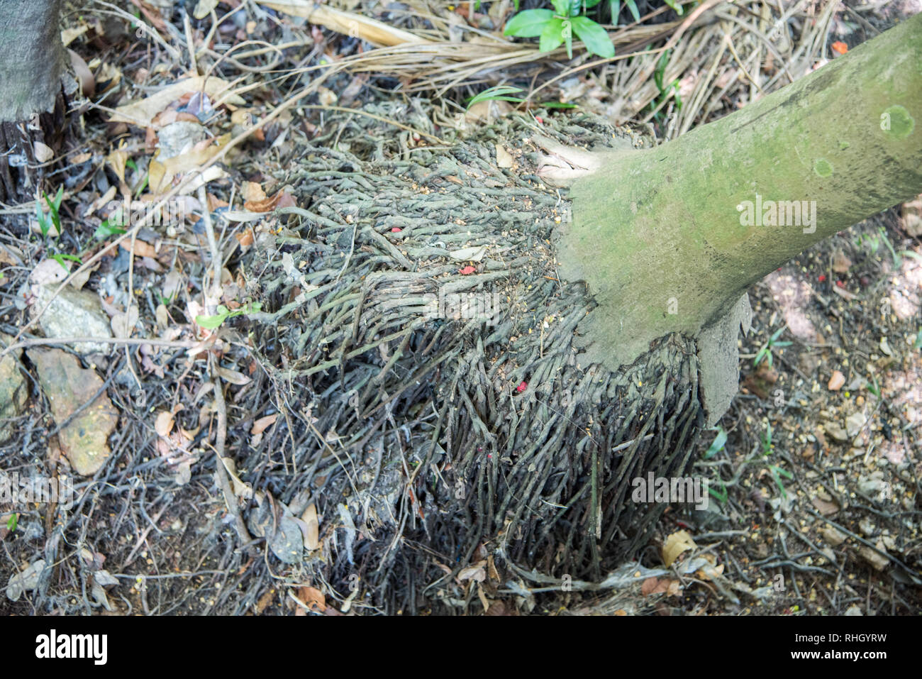 Detail of tropical tree roots in the rainforest walk by Doctor's Gully ...