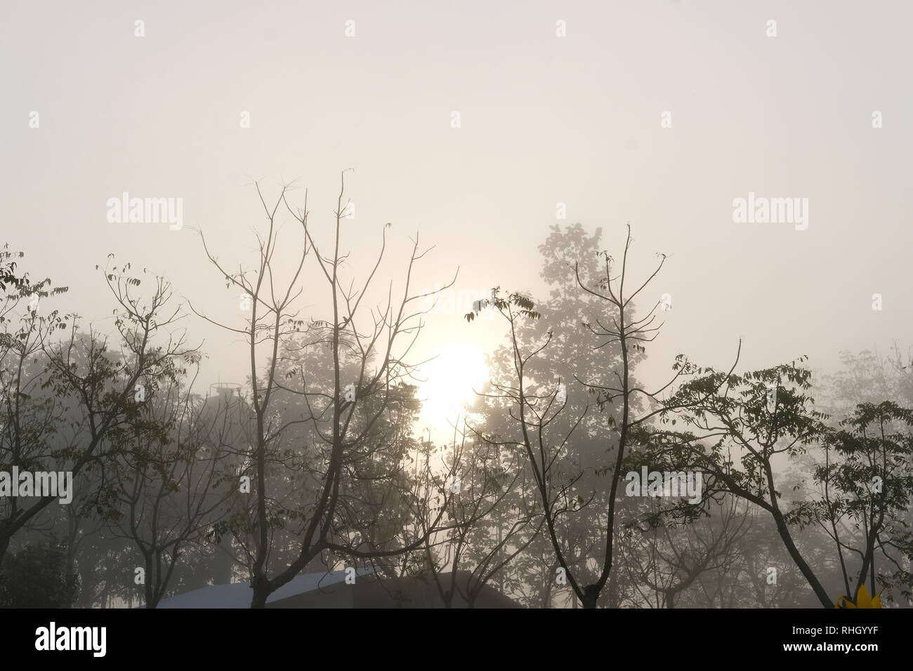 Sunrise tree mist hi-res stock photography and images - Alamy