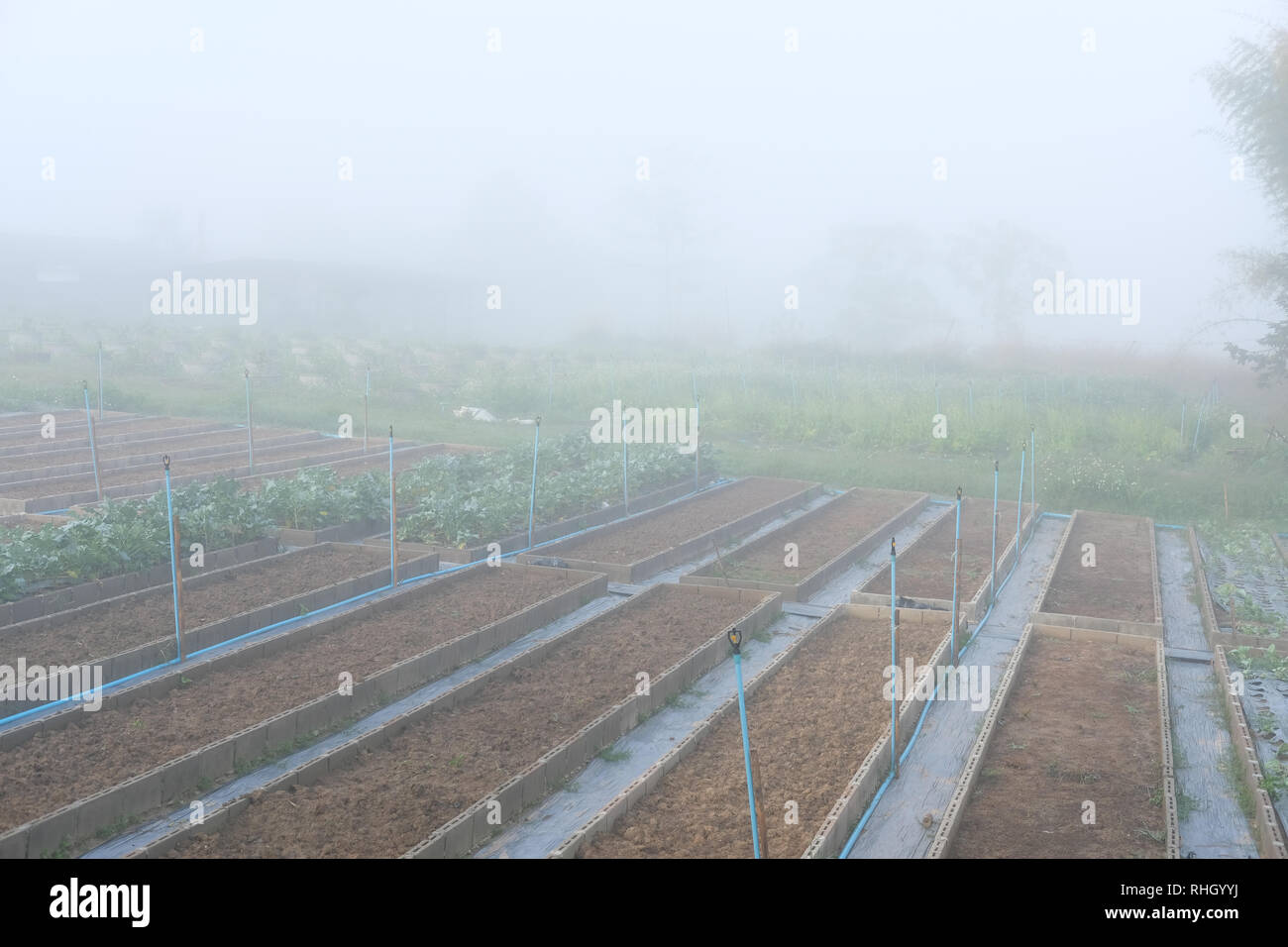 morning mist & fog in vegetable garden. plantation in farm Stock Photo ...