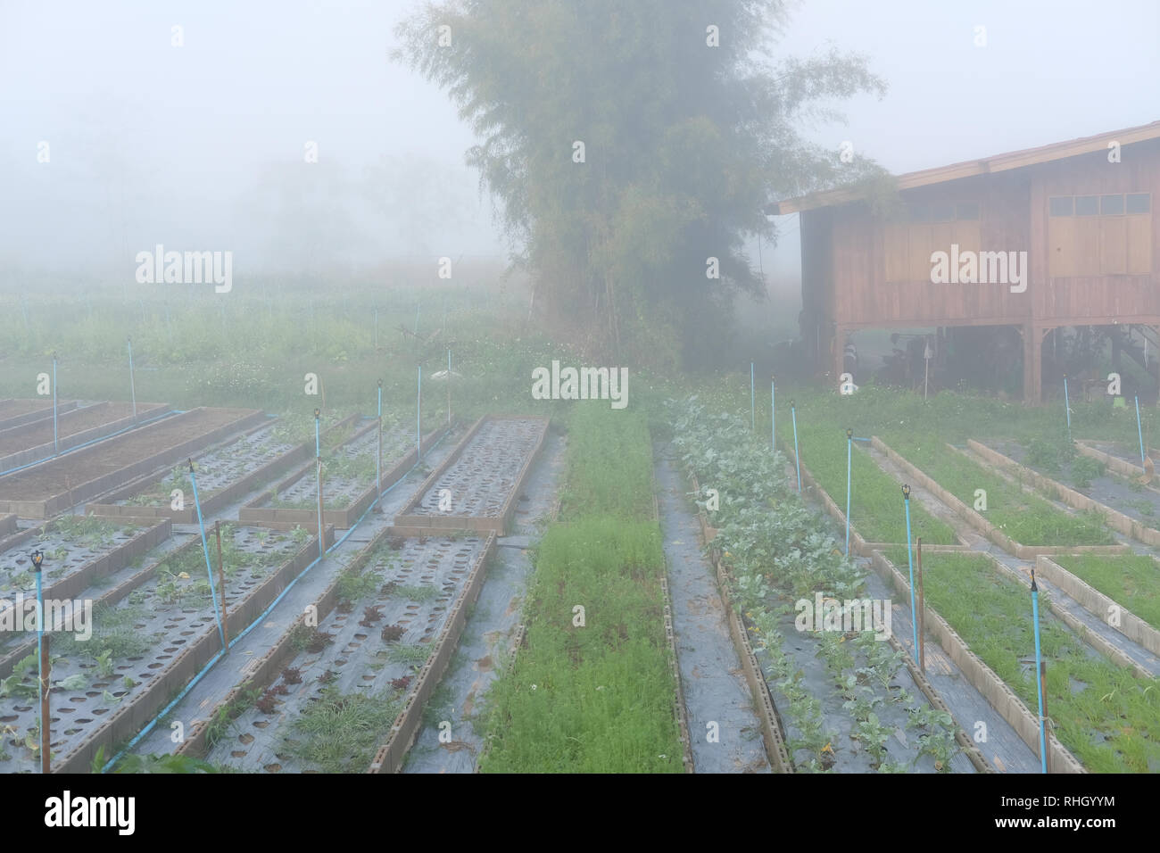 morning mist & fog in vegetable garden. plantation in farm Stock Photo ...