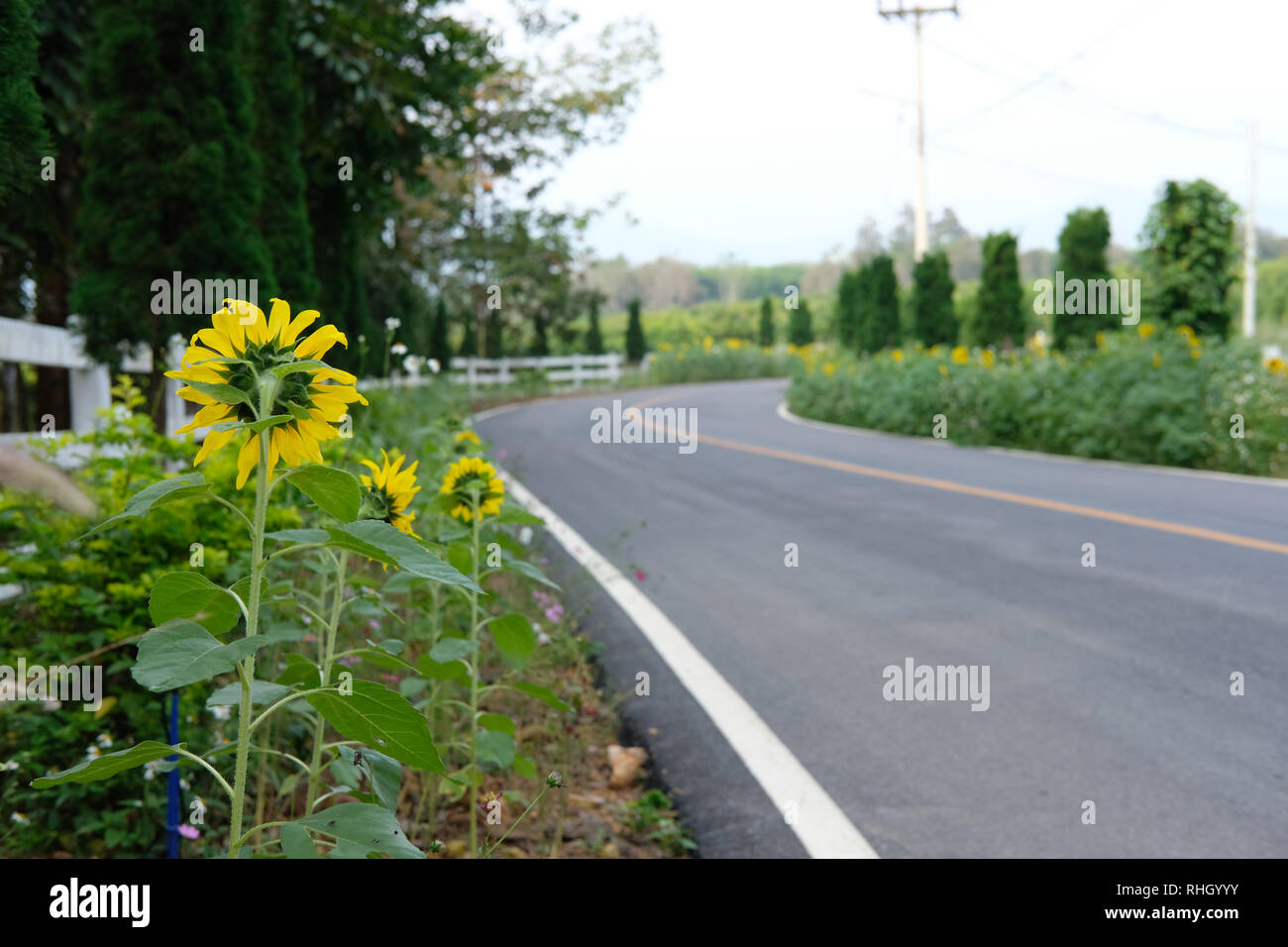blooming sunflower growing beside country road in the morning Stock ...