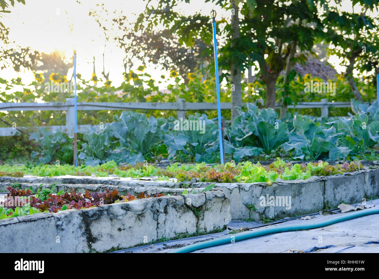 plant growing in farm. vegatable plantation in garden in farmland Stock ...