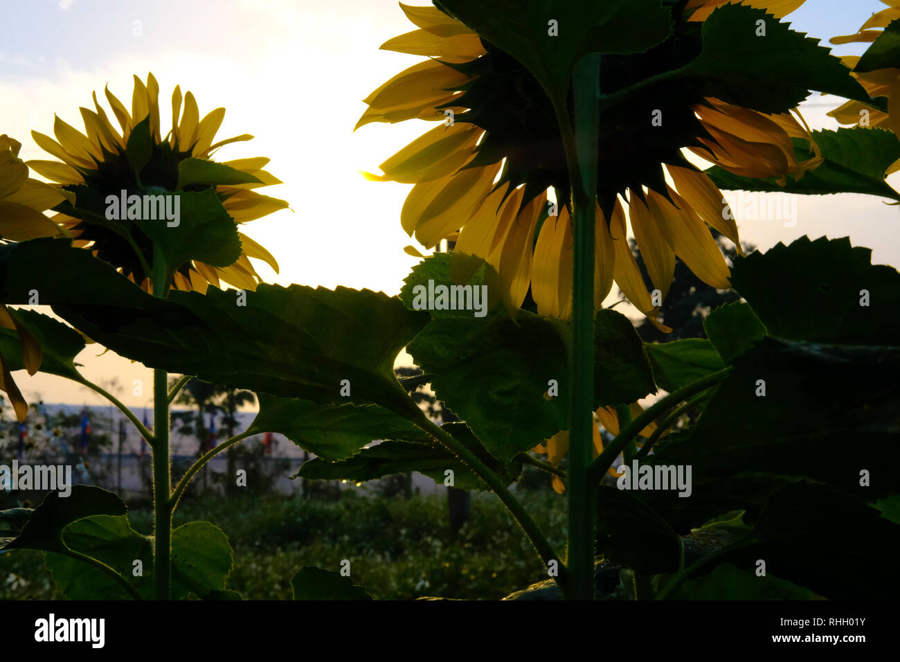 Sunflower in flower hi-res stock photography and images - Alamy