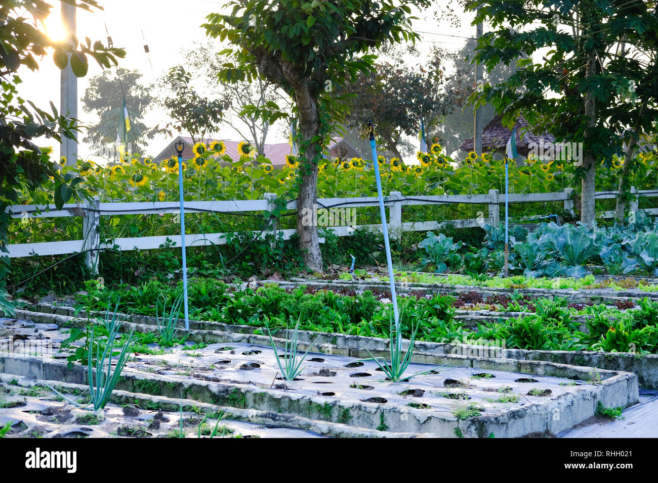 plant growing in farm. vegatable plantation in garden in farmland Stock ...