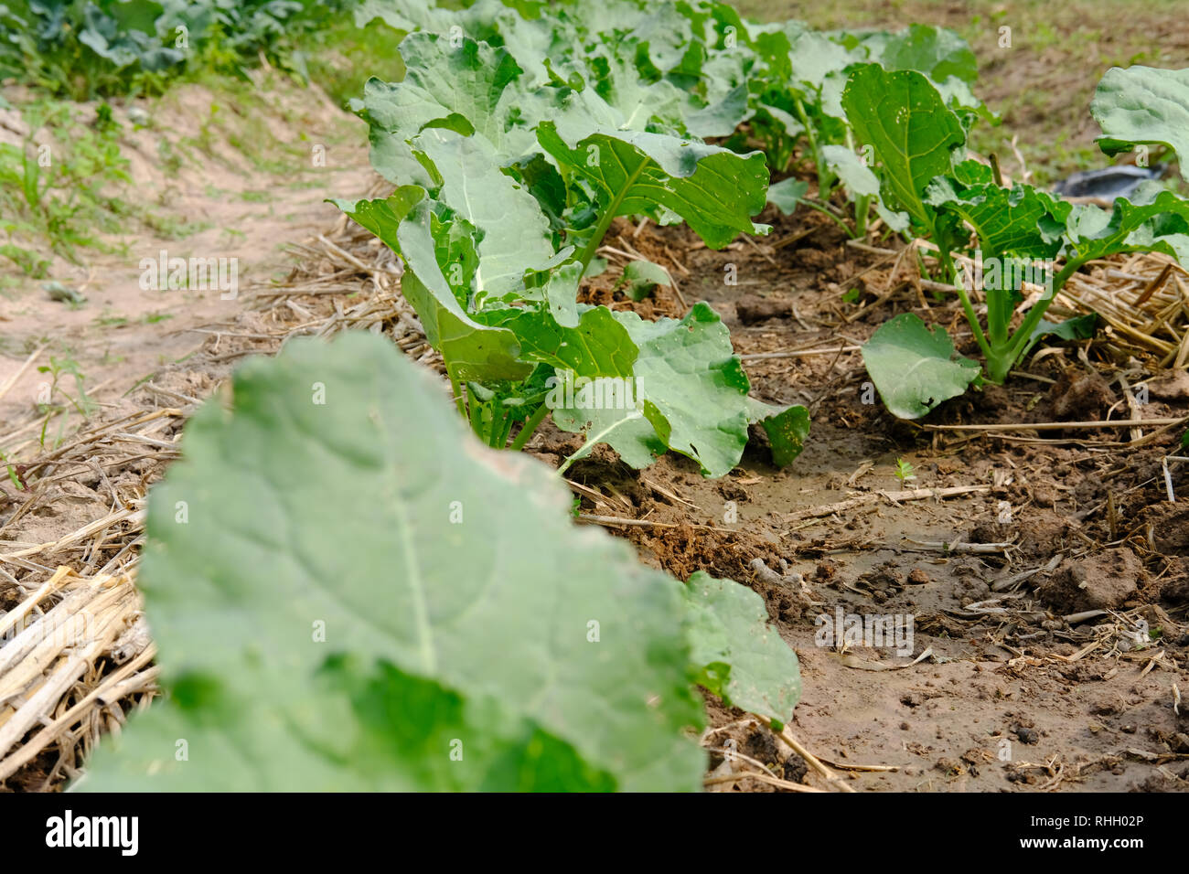 plant growing in farm. vegatable plantation in garden in farmland Stock ...