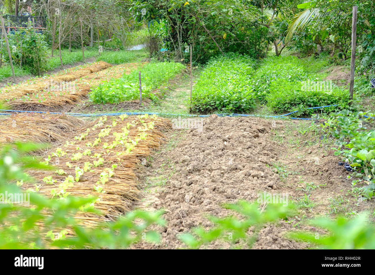 plant growing in farm. vegatable plantation in garden in farmland Stock ...