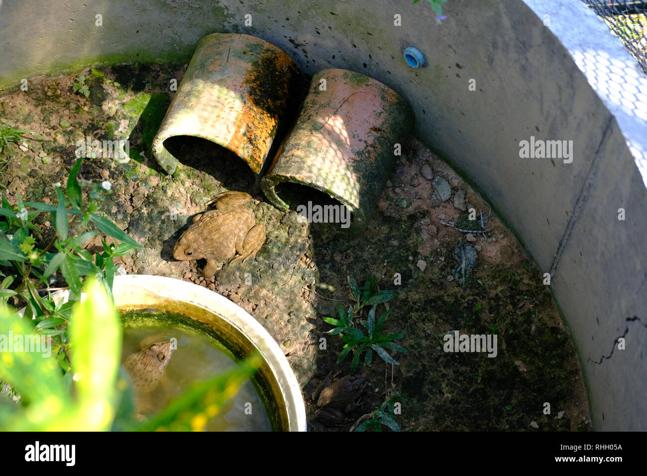frogs breeding in farm. frog farming in Thailand Stock Photo - Alamy