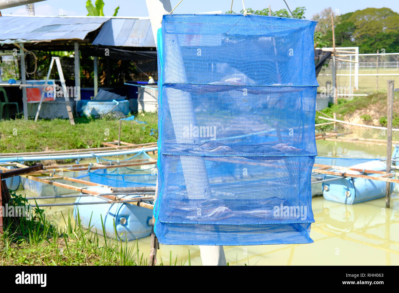 dried tilapia fillet. fish drying by sunlight outdoor Stock Photo - Alamy