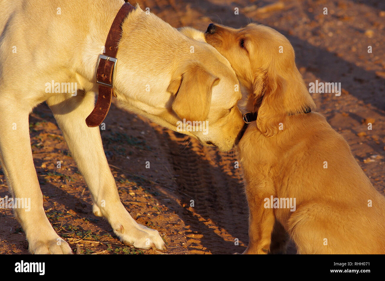 Affectionate yellow lab and puppy nuzzling each other Stock Photo - Alamy
