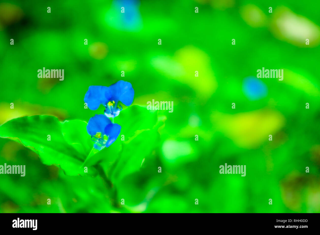 Benghal dayflower, tropical spiderwort, wandering Jew benefits make you ...