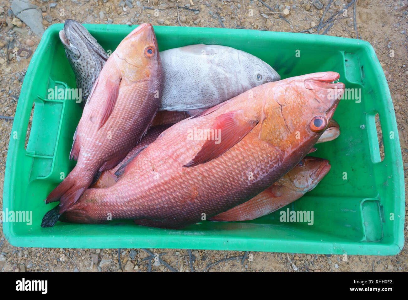 Big fresh red snapper and others fishes inside green basket Stock Photo ...