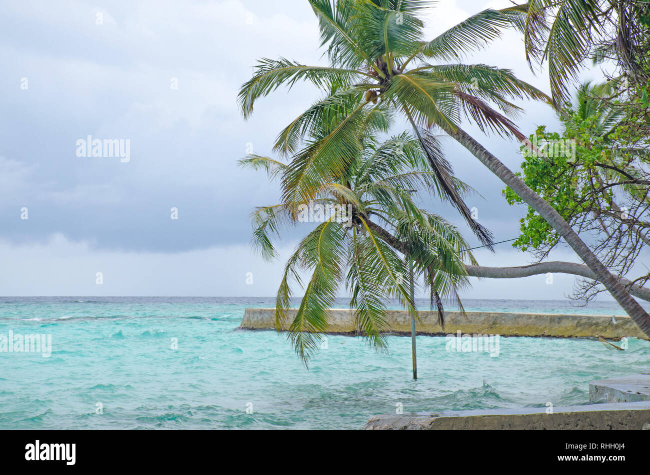 Tree over water hi-res stock photography and images - Alamy