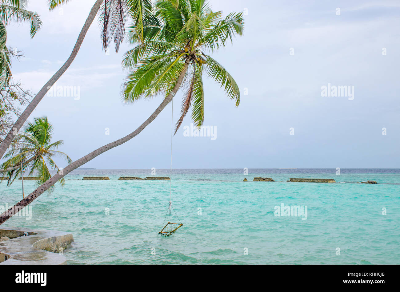 green palm tree over water of the Indian Ocean a beautiful landscape ...