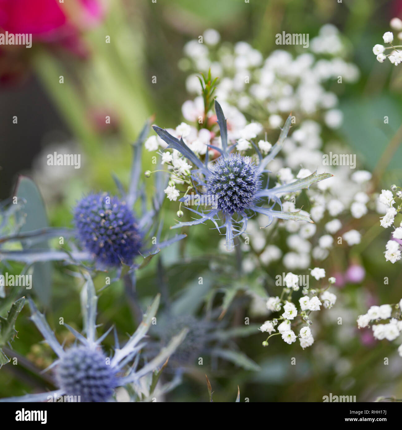 Purple and white wildflowers hi-res stock photography and images - Alamy