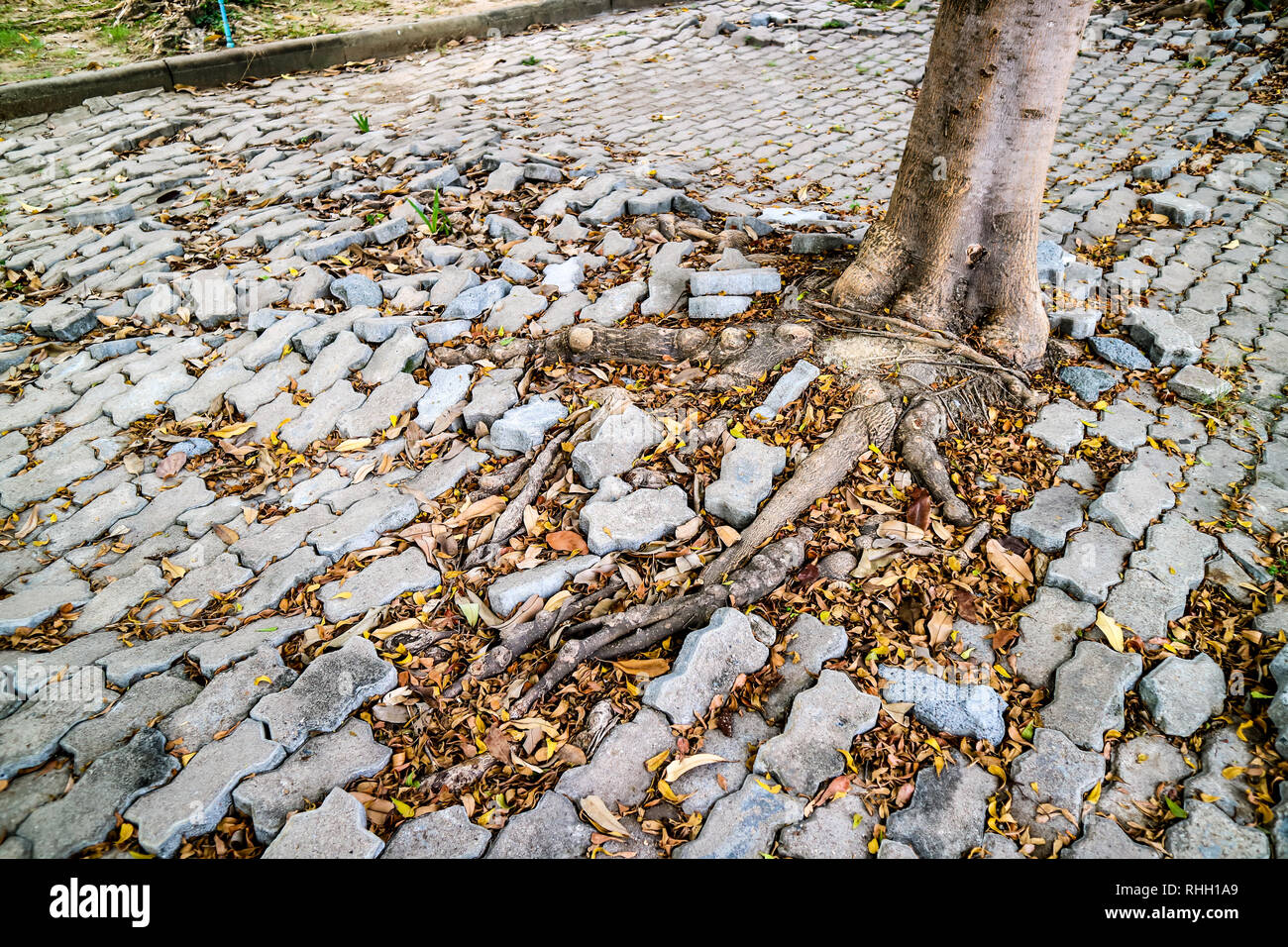 Tree root pavement hi-res stock photography and images - Alamy