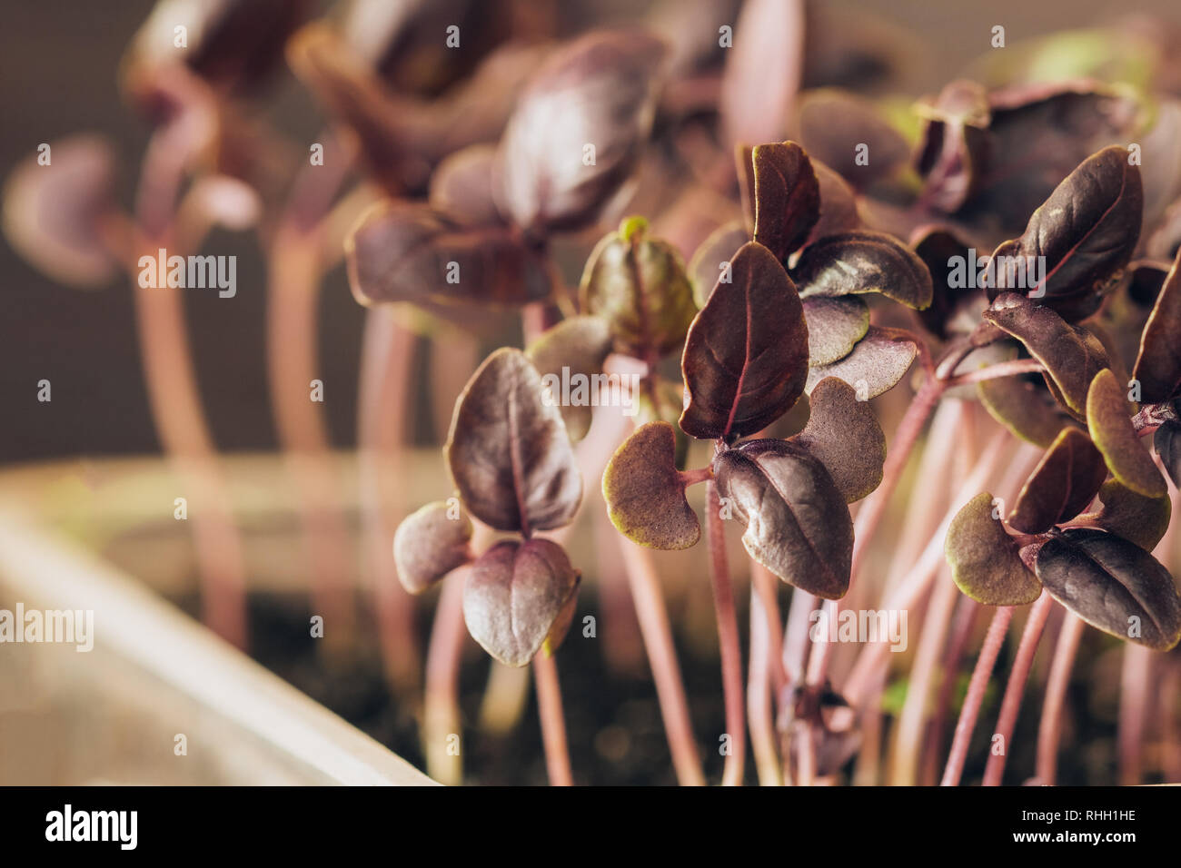 Sprout of basil in a tray close up Stock Photo - Alamy
