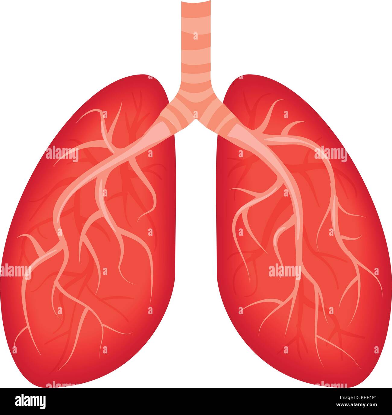 Lungs icon. Cartoon of lungs vector icon for web design isolated on ...