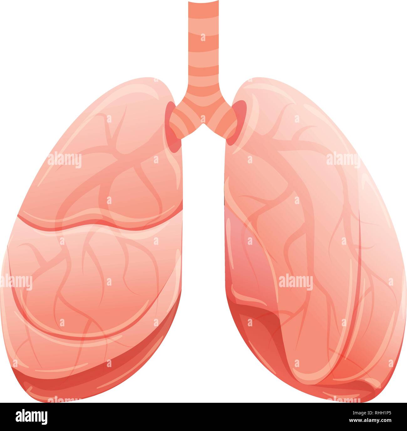 Healthy lungs icon. Cartoon of healthy lungs vector icon for web design ...