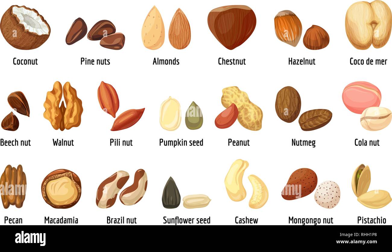 Nut icons set. Cartoon set of nut vector icons for web design Stock ...
