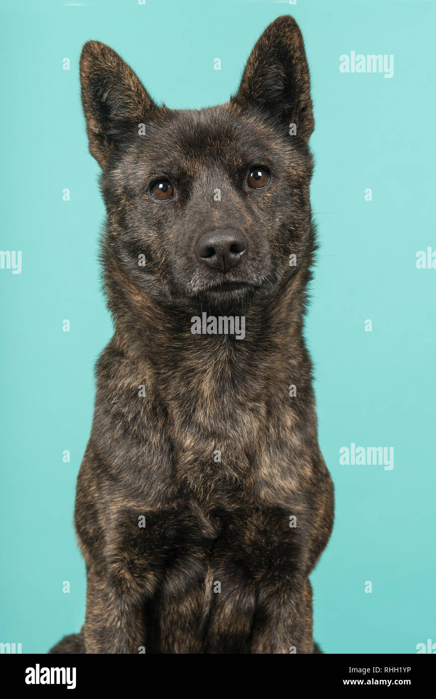 Portrait of a female Kai Ken dog the national japanese breed looking at ...
