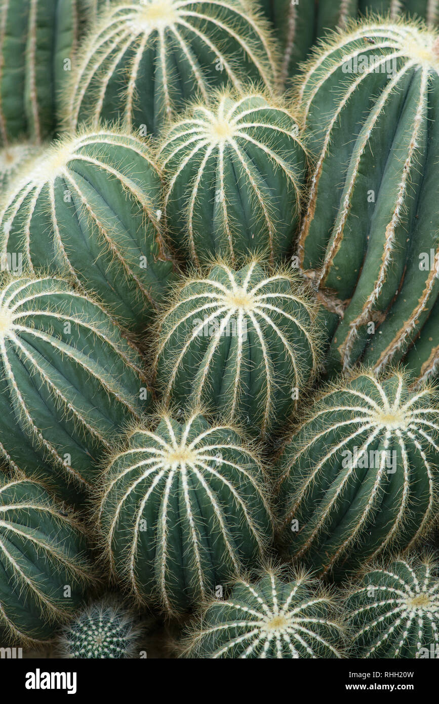 Full-frame barrel cactus plants in a vertical image Stock Photo - Alamy