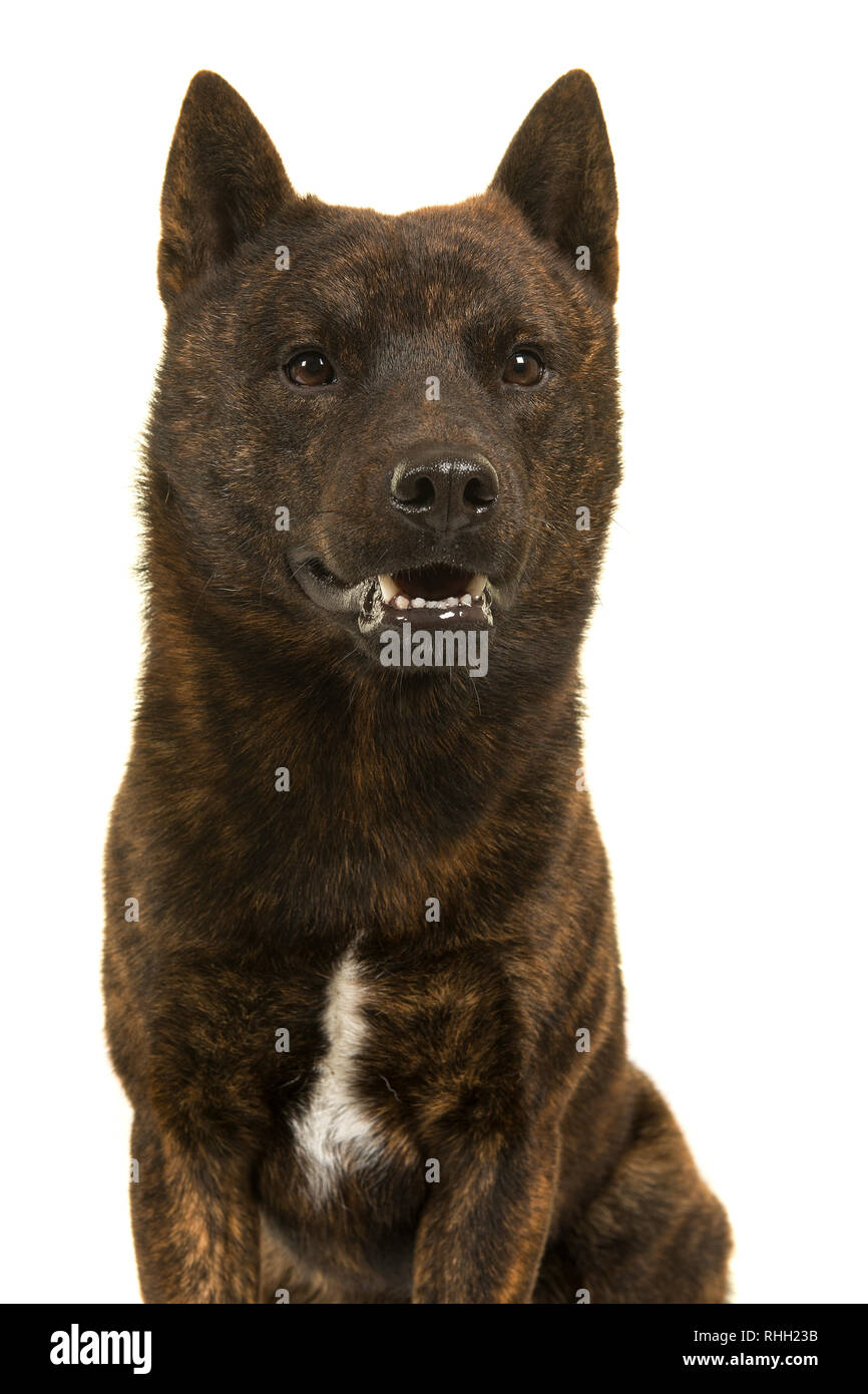 Portrait of a male Kai Ken dog the national japanese breed glancing ...
