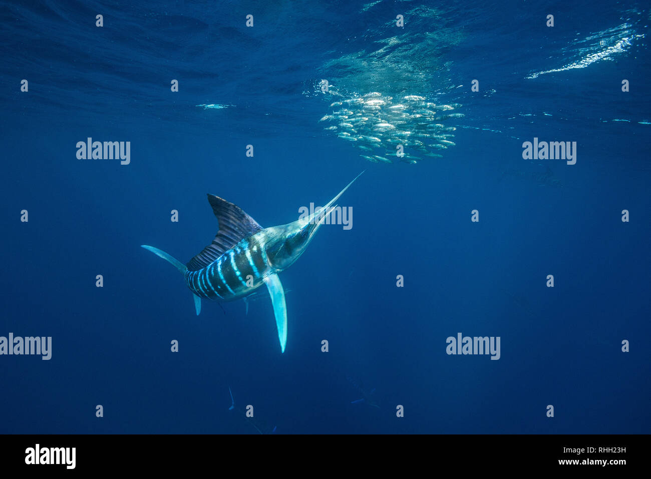 Striped marlin hi-res stock photography and images - Alamy