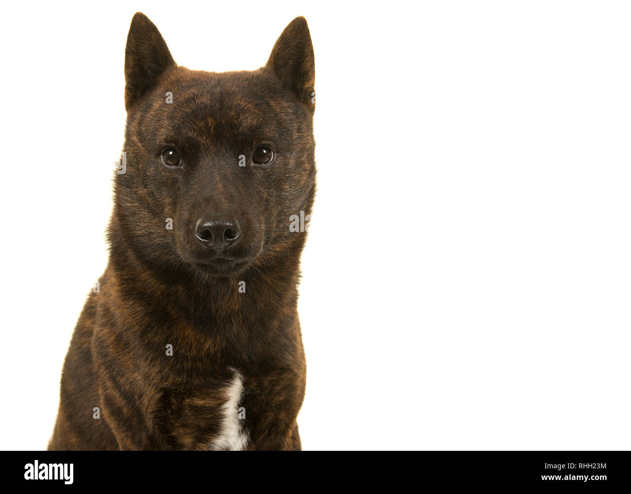 Portrait of a male Kai Ken dog the national japanese breed looking at ...