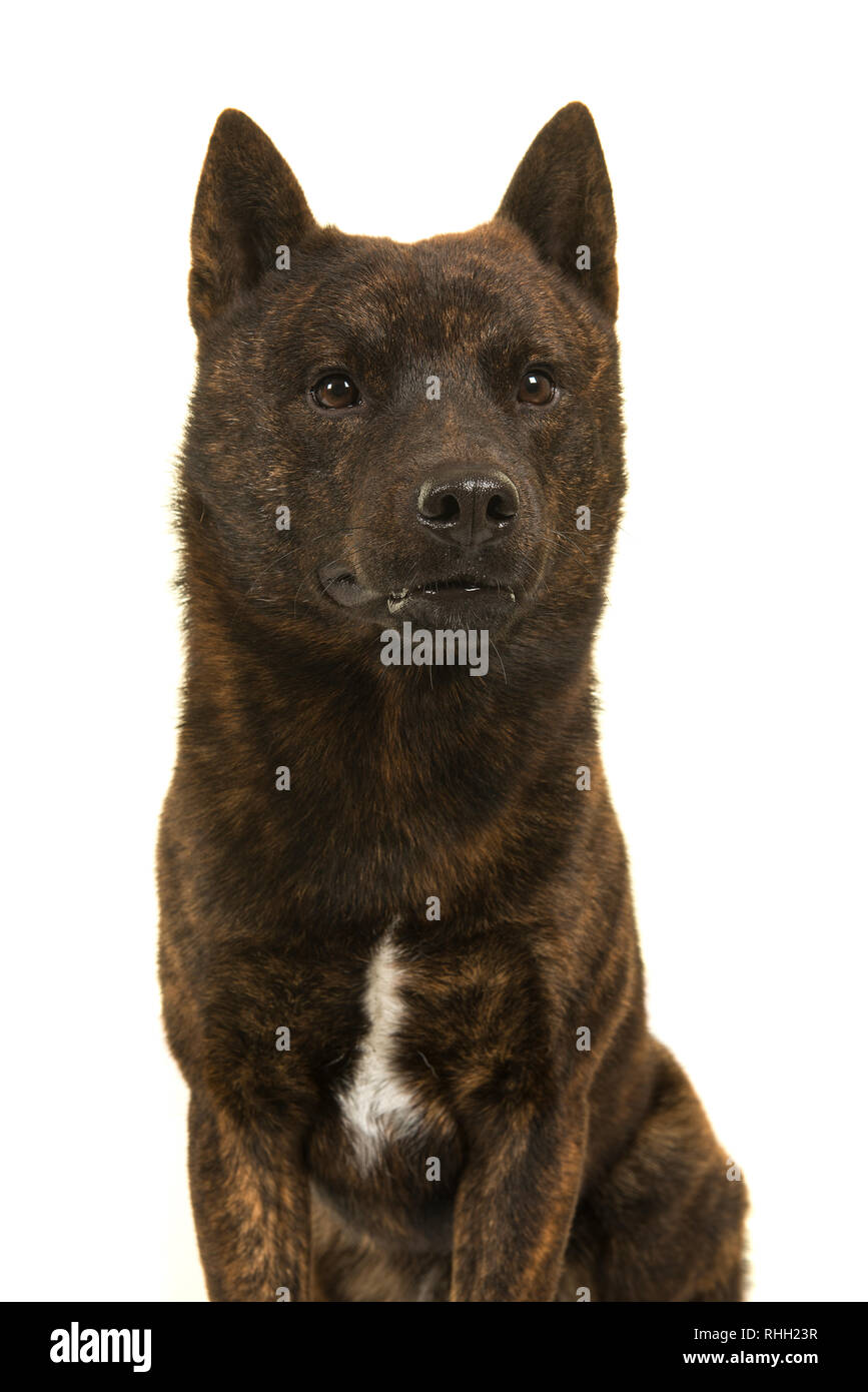Portrait of a male Kai Ken dog the national japanese breed glancing ...