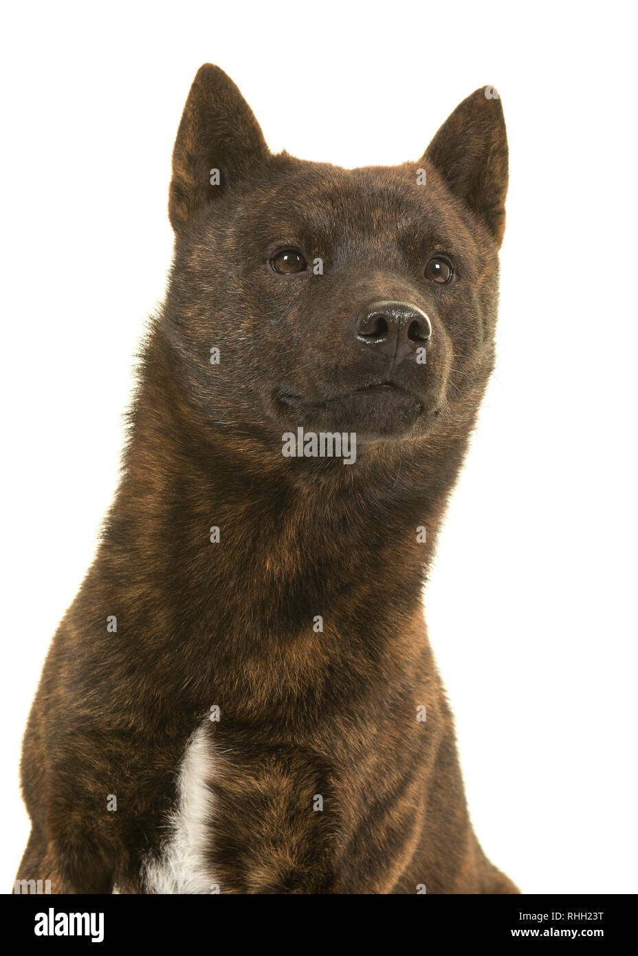Portrait of a male Kai Ken dog the national japanese breed looking up ...