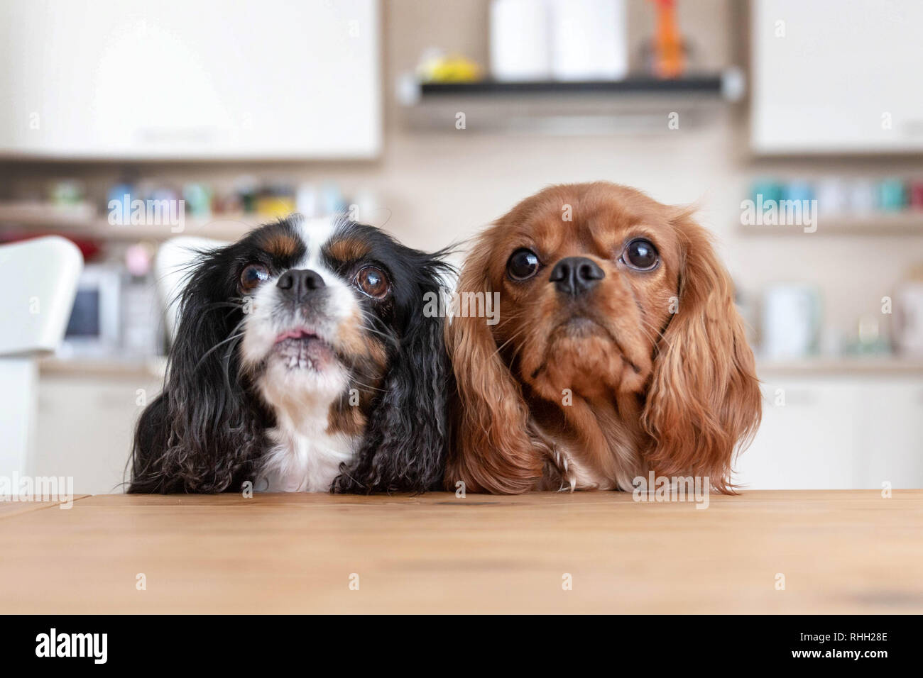 Two dogs sitting behind the kitchen table waiting for food Stock Photo ...